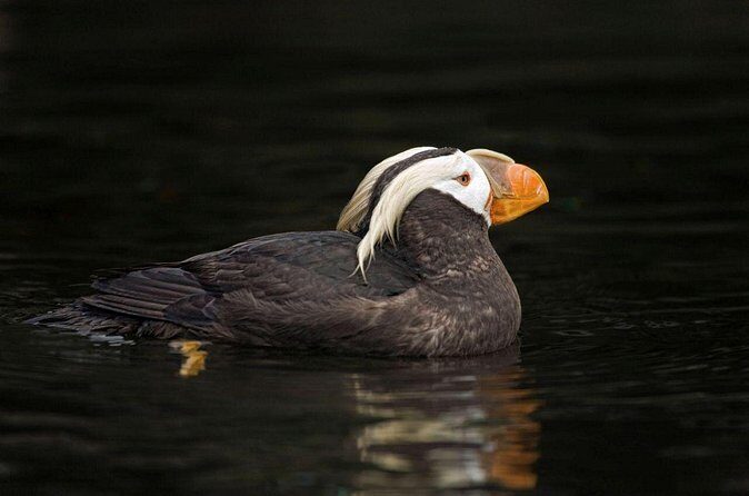 Wildlife Kayak Tour at Fort Flagler State Park - Who will Love This Tour?