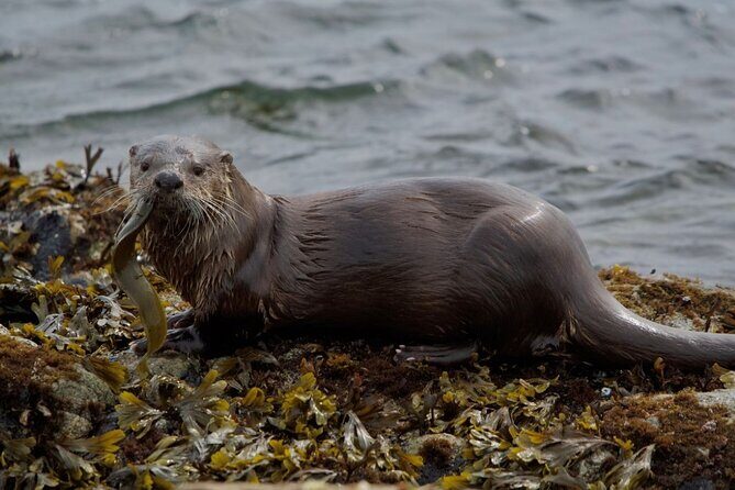 Wildlife Kayak Tour at Fort Flagler State Park - The Sum Up
