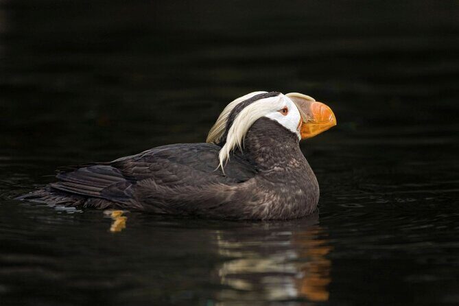 Wildlife Kayak Tour at Fort Flagler State Park - FAQ