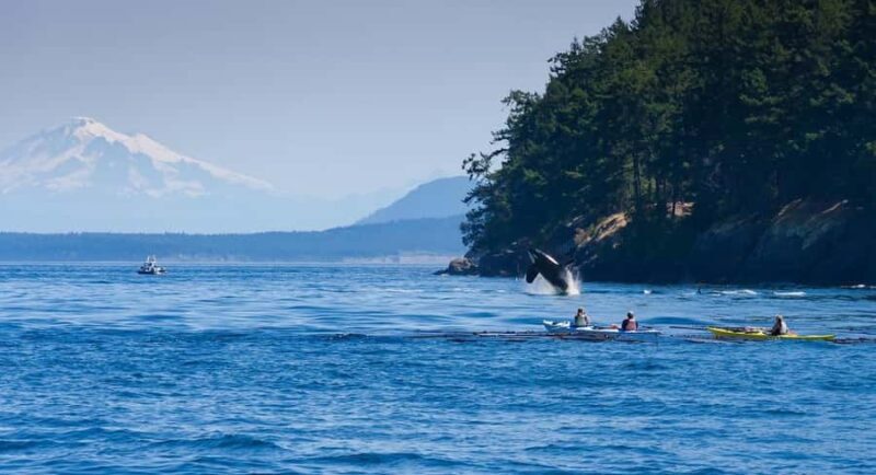 Wildlife Kayak Tour: Fort Flagler, WA - FAQs