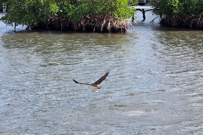 Wildlife Nature Cruise - 2.5 HR Eco Tour Anne Kolb State Park - Key Points