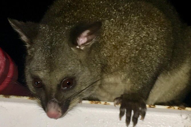 Wildlife Night Spotting at Cradle Mountain - Authentic Encounters and Realistic Expectations