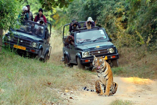 Wildlife of Central India - Wildlife Encounters and Park Highlights
