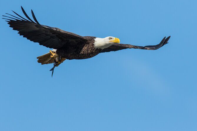 Wildlife on the Bow | Big Canoe Tour in Banff National Park - Group Size and Accessibility