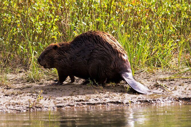 Wildlife on the Bow | Big Canoe Tour in Banff National Park - The Review Snapshot: What Travelers Say