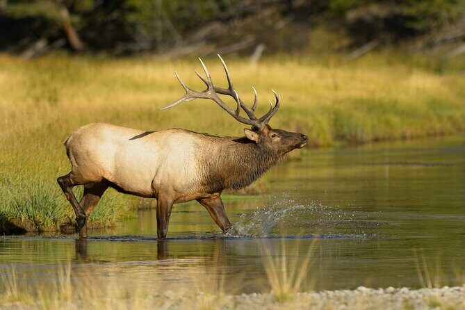 Wildlife on the Bow | Big Canoe Tour in Banff National Park - Practical Tips for Travelers