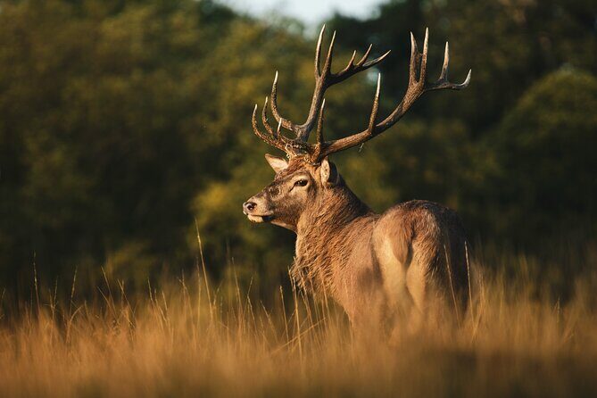 Wildlife Photography Workshop in Richmond Park in London - A Practical Guide to the Wildlife Photography Experience
