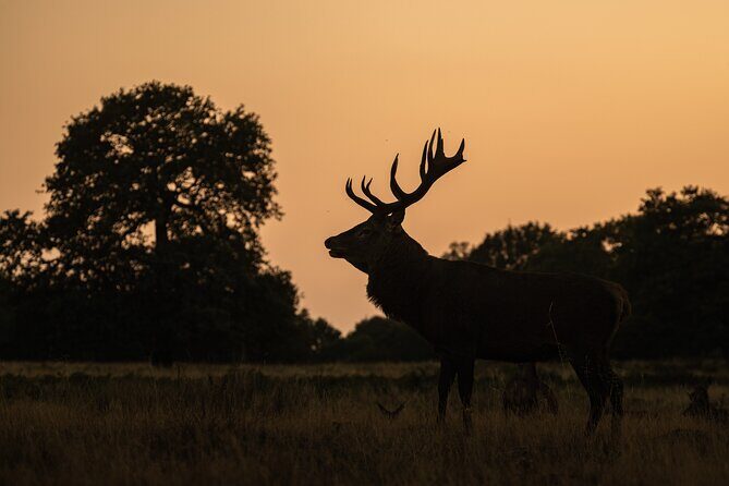 Wildlife Photography Workshop in Richmond Park in London - Frequently Asked Questions