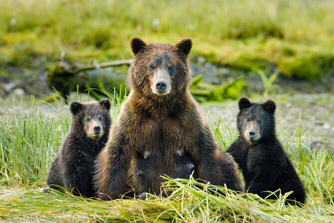 Wildlife Photography Workshop: Sitka Boat Tour (3 hours) - Exploring the Itinerary and Experience