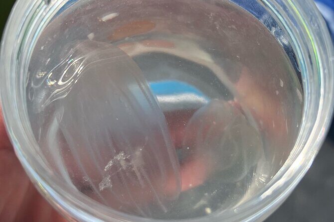 Wildlife Refuge Bio Comb Jelly Sunset Kayak or Paddleboard Tour! - The Value Proposition & Who Should Consider This Tour