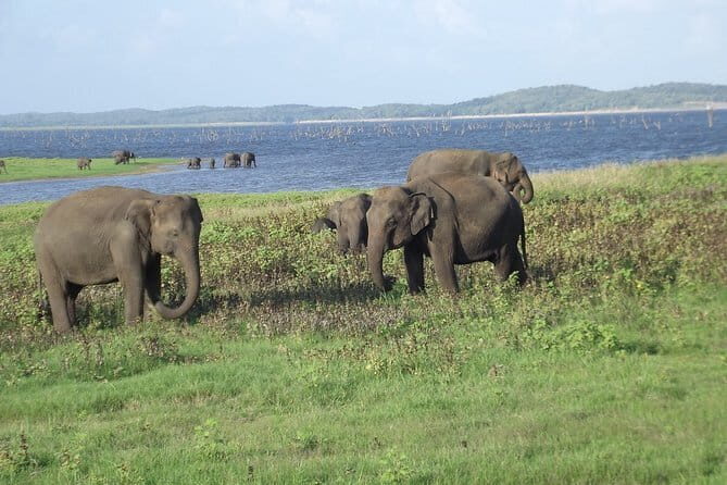 Wildlife Safari at Kaudulla National Park - Why This Tour Stands Out