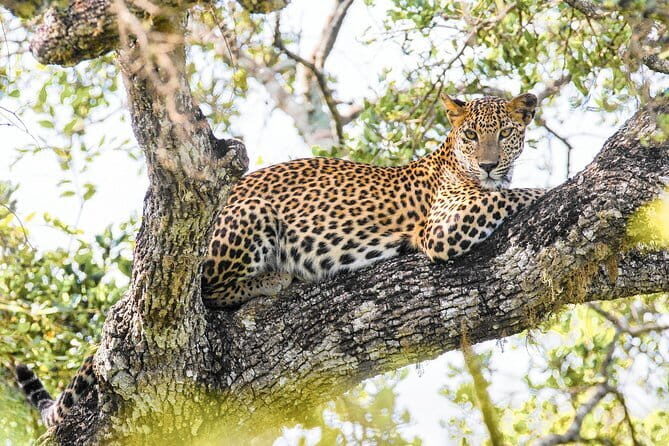 Wildlife Safari at Kaudulla National Park - Final Thoughts