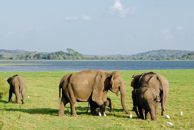 Wildlife safari at Minneriya National Park - Key Points