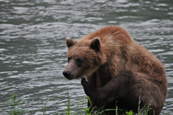 Wildlife Safari & Bear Viewing from Skagway - Introduction: Natures Show in Skagway
