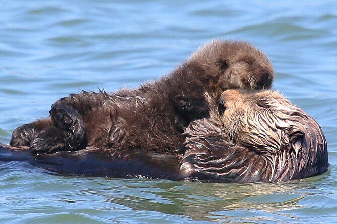 Wildlife Safari Boat Tour in Scenic Monterey Bay Wetland - An In-Depth Look at the Wildlife Safari Boat Tour