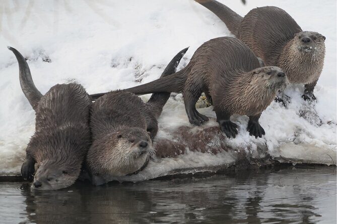 Wildlife Safari, Elk Refuge Sleigh Ride, Winter Camp Igloo Dinner - FAQs