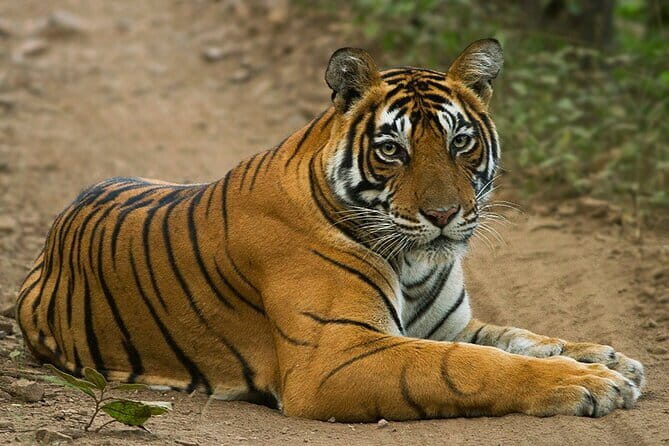 Wildlife Safari in Bandhavgarh, Kanha & Pench National Parks - The Whole Experience in Detail