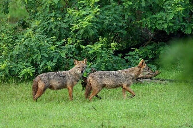 Wildlife Safari Udawalawa - An In-Depth Look at the Udawalawe Wildlife Safari