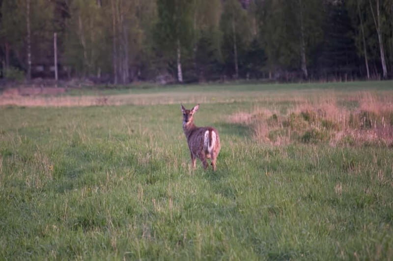 Wildlife safari with campfire dinner from Helsinki - Key Points