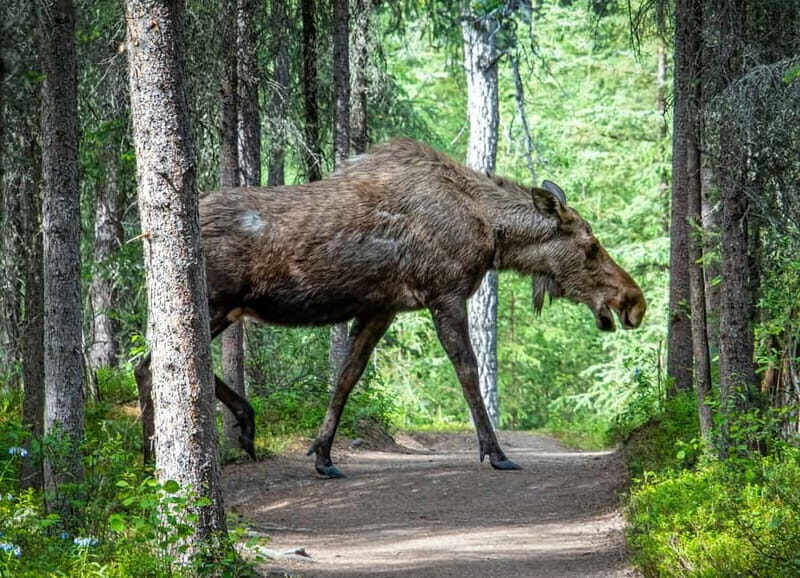 Wildlife safari with campfire dinner from Helsinki - An Honest Look at the Wildlife Safari Experience