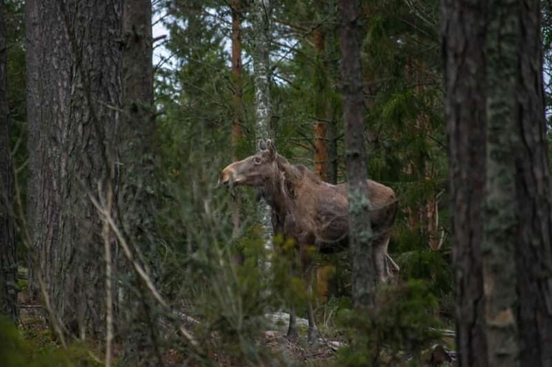 Wildlife safari with campfire dinner from Helsinki - Practical Details and What to Prepare