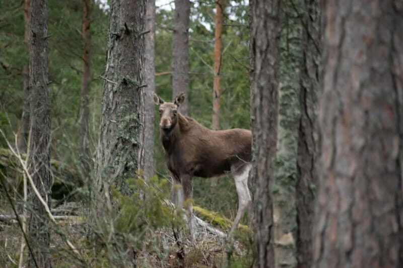 Wildlife safari with campfire dinner from Helsinki - The Sum Up