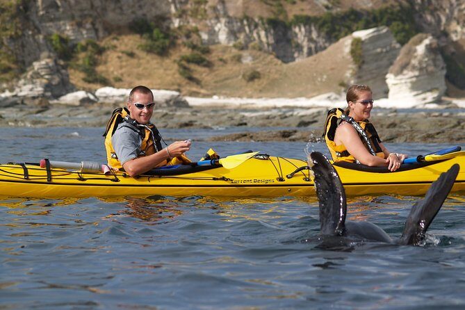 Wildlife Sea Kayaking Tour - Kaikoura - Length, Price, and Overall Value