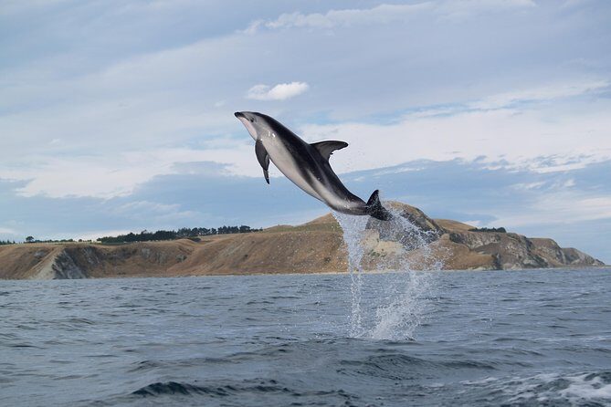 Wildlife Sea Kayaking Tour - Kaikoura - Safety and Accessibility