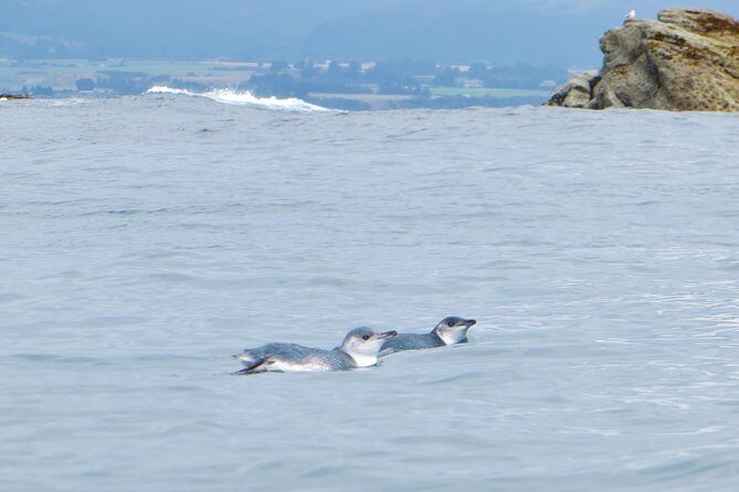 Wildlife Sea Kayaking Tour - Kaikoura - What to Bring and Prepare