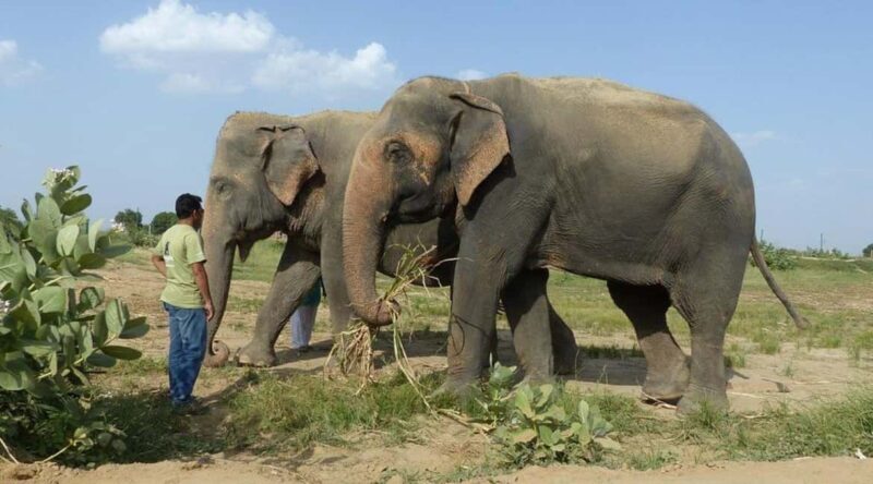 Wildlife SOS Elephant Sanctuary & Taj Mahal Tour from Delhi - A Closer Look at the Day’s Highlights