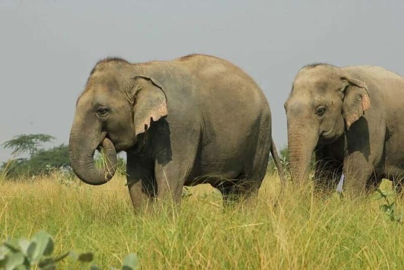 Wildlife SOS Elephant Sanctuary & Taj Mahal Tour from Delhi - FAQ