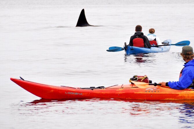Wildlife Spotting Kayak Adventure on Orcas Island - Experience a Wildlife Spotting Kayak Adventure on Orcas Island