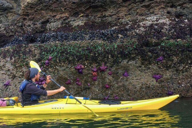 Wildlife Spotting Kayak Adventure on Orcas Island - Key Points