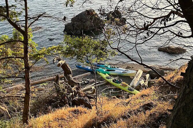 Wildlife Spotting Kayak Adventure on Orcas Island - The Itinerary: What to Expect