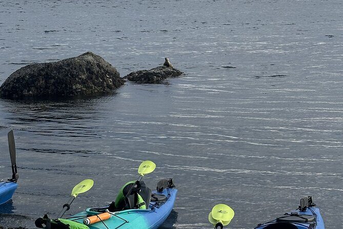 Wildlife Spotting Kayak Adventure on Orcas Island - What Makes This Tour Special