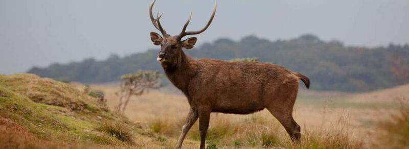 Wildlife Sri Lanka: 10-Day All-Inclusive Luxury Tour - Key Points