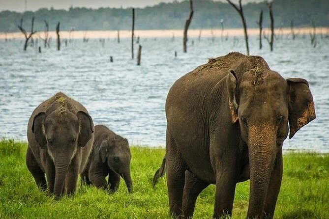 Wildlife Sri Lanka Tour 10 Days - FAQs