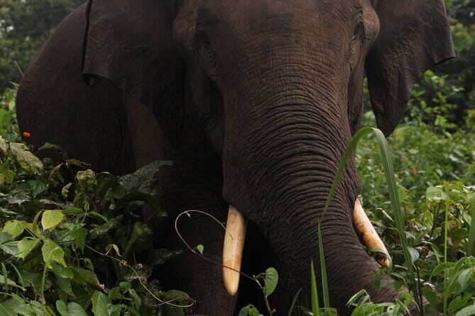 Wildlife Tour A Journey Through 3 Sanctuaries - The Journey Begins: From Cochin to Wayanad and Bandipur