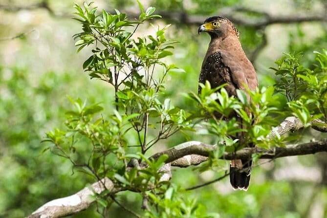 Wildlife Tour Covering Birds and Mammals (14 Days) - Key Points