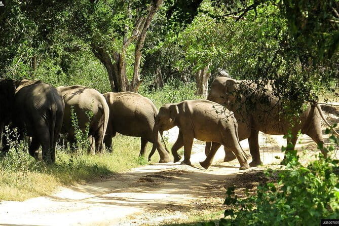 Wildlife Tour Covering Birds and Mammals (6 Days) - What This Tour Means for You