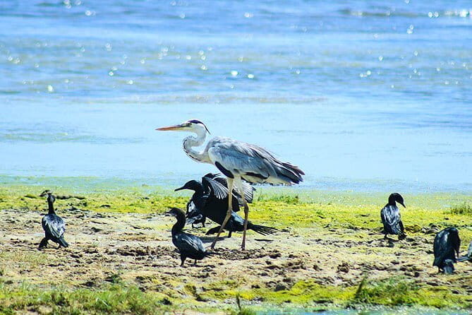 Wildlife Tour Covering Birds and Mammals (6 Days) - Frequently Asked Questions