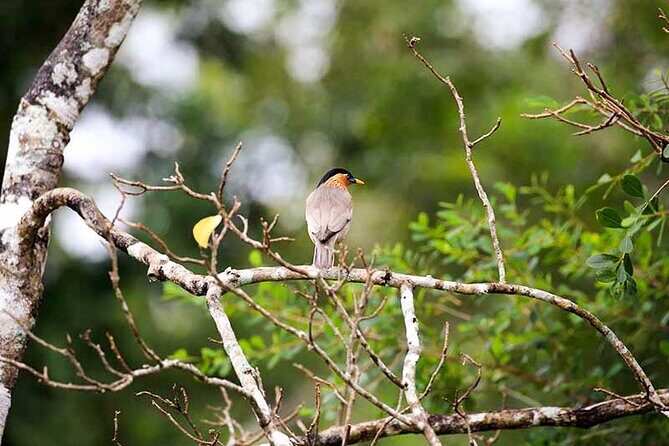 Wildlife Tour Covering Birds and Mammals (7 Days) - FAQ