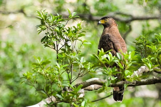 Wildlife Tour Covering Birds, Mammals and Whales (14 Days) - Days 1-2: Sigiriya and Surroundings – Birds and Mammals