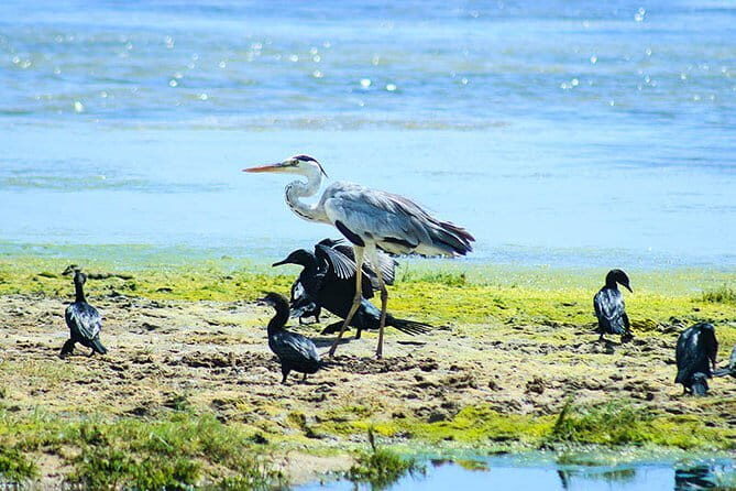 Wildlife Tour Covering Birds, Mammals and Whales (14 Days) - Days 8-11: Sinharaja Rainforest – Endemic Species and Dense Jungle