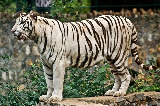 Wildlife trail in Chennai - A Day in Chennai’s Wilderness: The Itinerary Breakdown