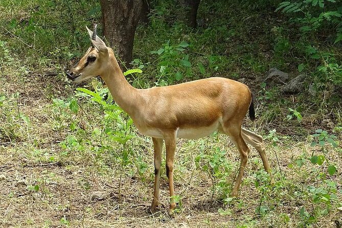Wildlife trail in Chennai - Who Will Enjoy This Tour?