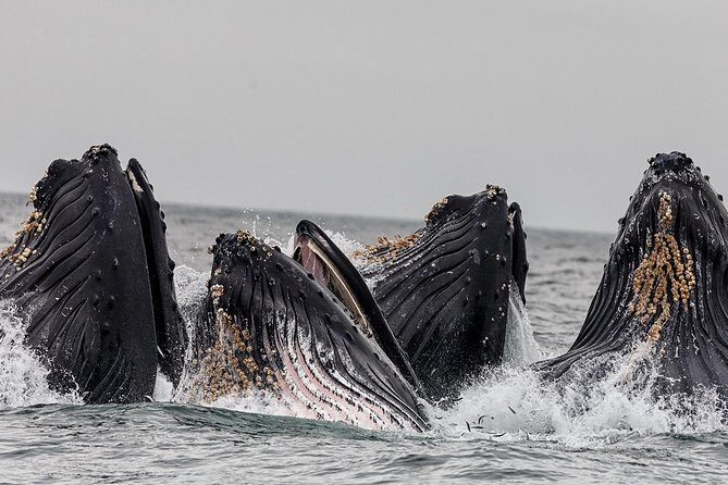Wildlife Viewing and Whale Watching Quest - An In-Depth Look at the Experience