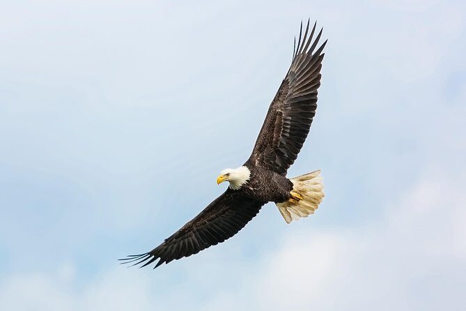 Wildlife Viewing and Whale Watching Quest - Frequently Asked Questions