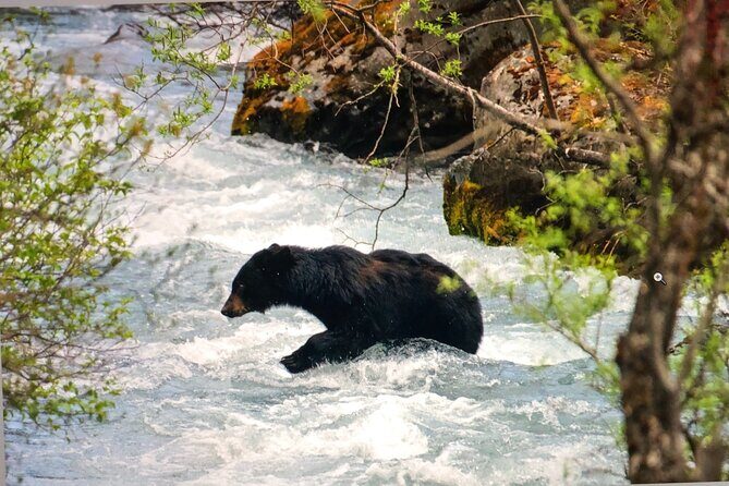Wildlife Walking Half-Day Private Guided Tour in Whittier - An in-depth look at what this tour offers (and what it doesn’t)