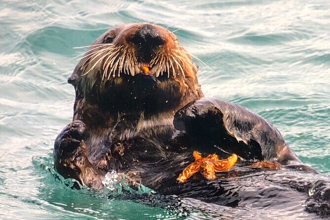 Wildlife Walking Half-Day Private Guided Tour in Whittier - Communication and Reliability: Major Concerns